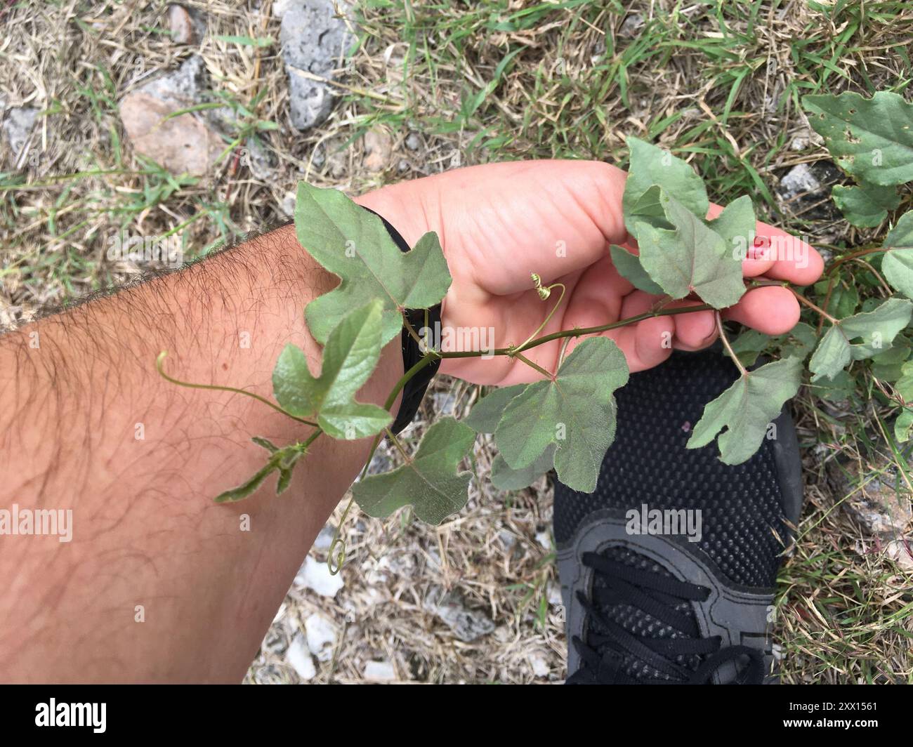 fringed passionflower (Passiflora ciliata) Plantae Stock Photo - Alamy