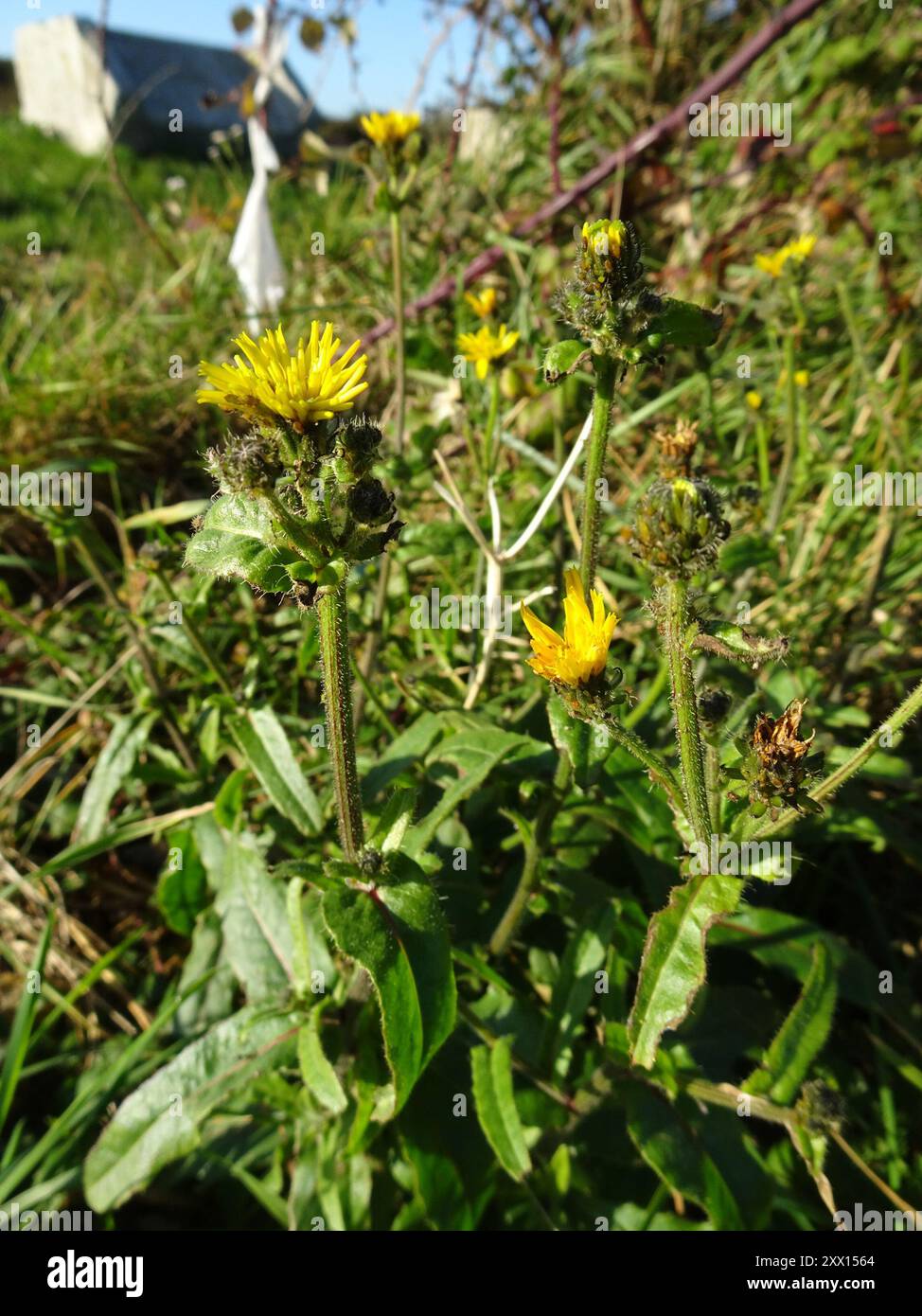 Hawkweed Oxtongue (Picris hieracioides) Plantae Stock Photo - Alamy