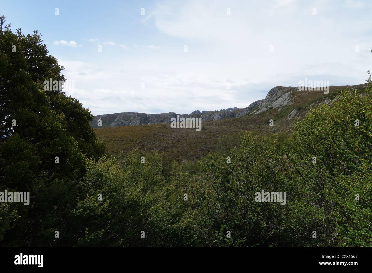 deciduous beech (Nothofagus gunnii) Plantae Stock Photo - Alamy