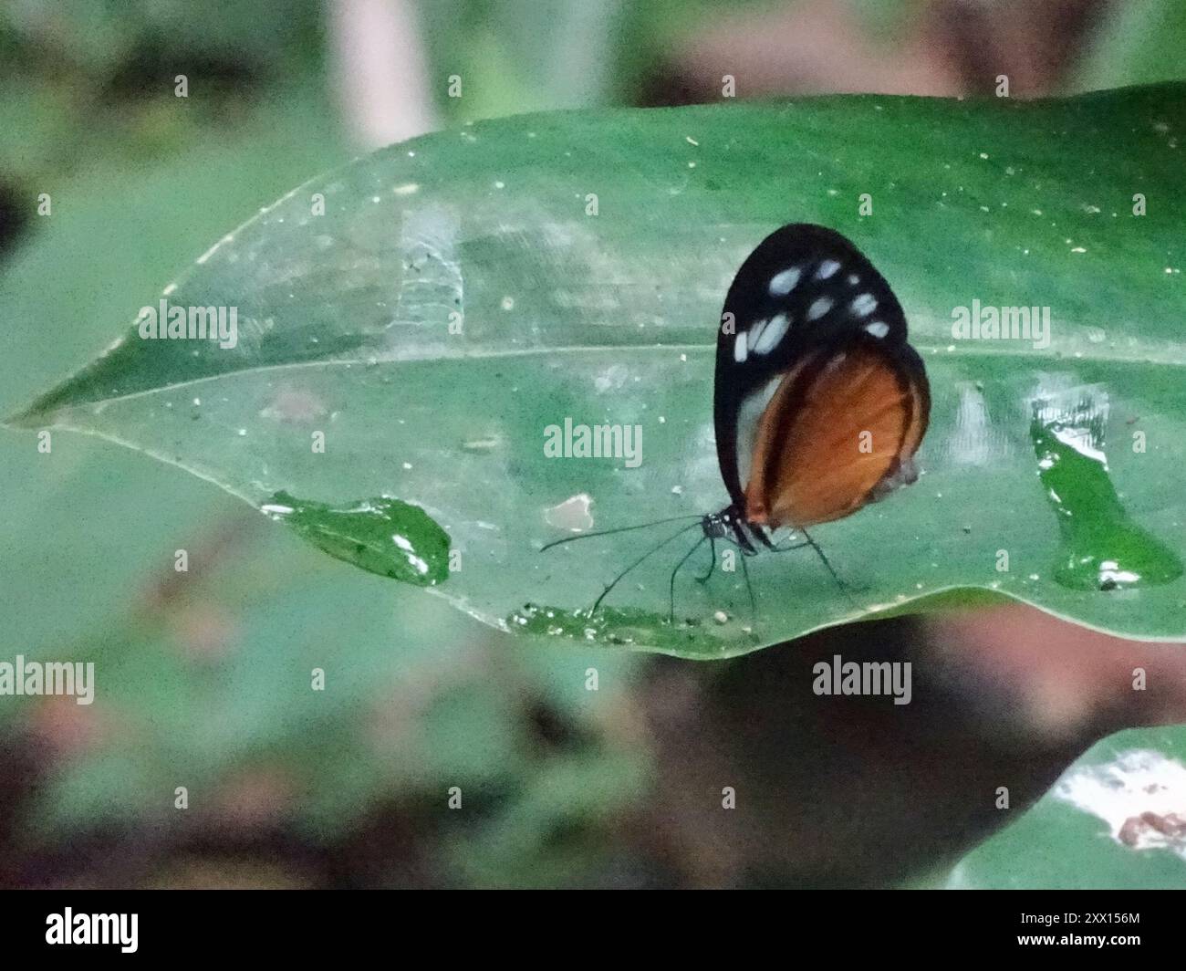 Clearwings and Tigerwings (Ithomiini) Insecta Stock Photo - Alamy