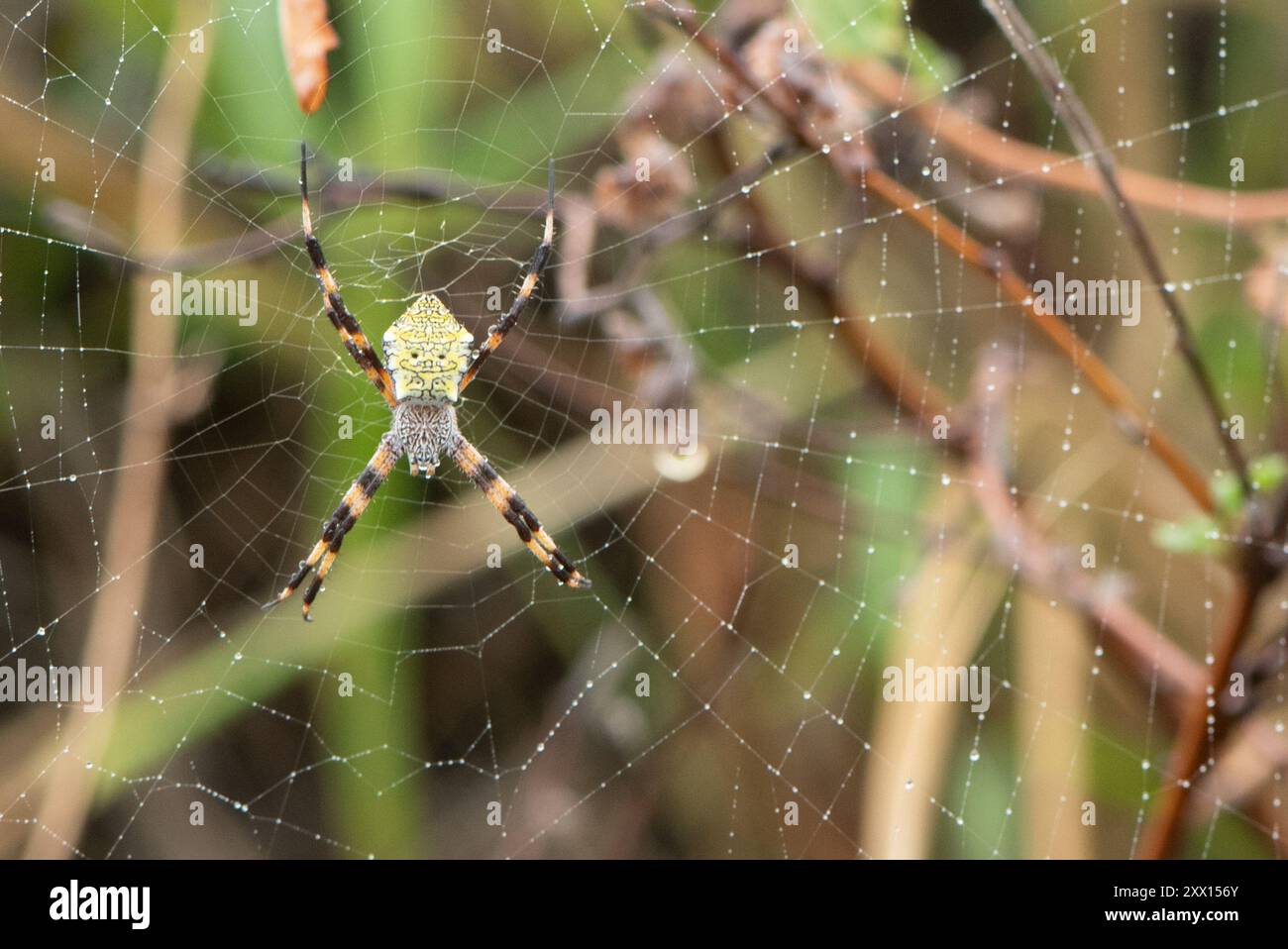 Hawaiian Garden Spider (Argiope appensa) Arachnida Stock Photo - Alamy