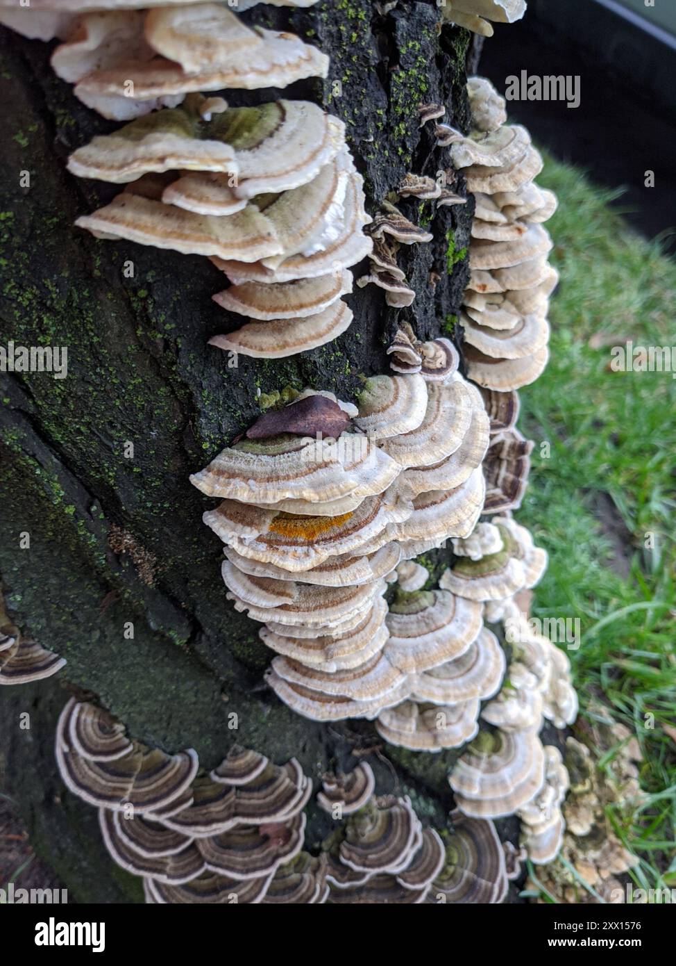 shelf fungi (Polyporales) Fungi Stock Photo - Alamy