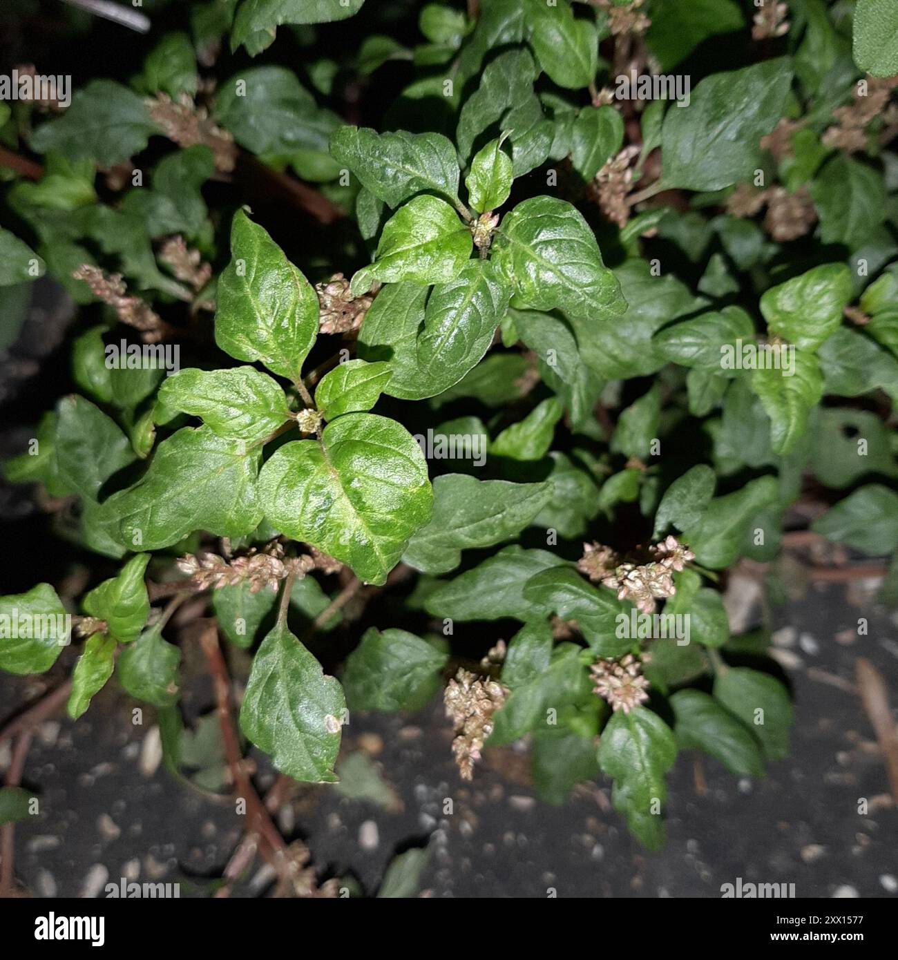 pellitory-of-the-wall (Parietaria judaica) Plantae Stock Photo - Alamy
