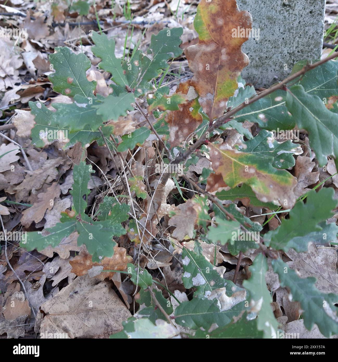 downy oak (Quercus pubescens) Plantae Stock Photo - Alamy