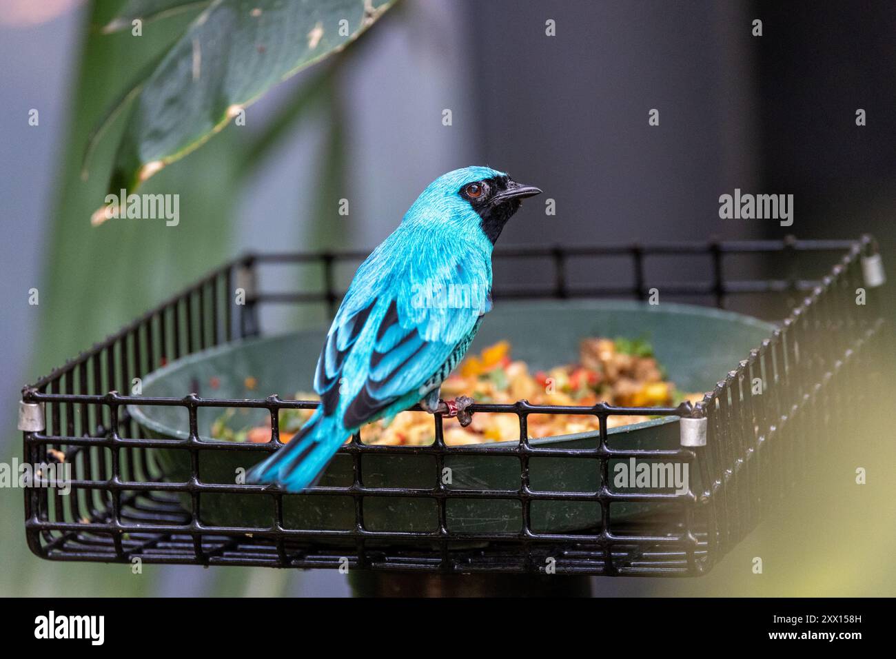 Swallow tanager eating on a feeder Stock Photo - Alamy