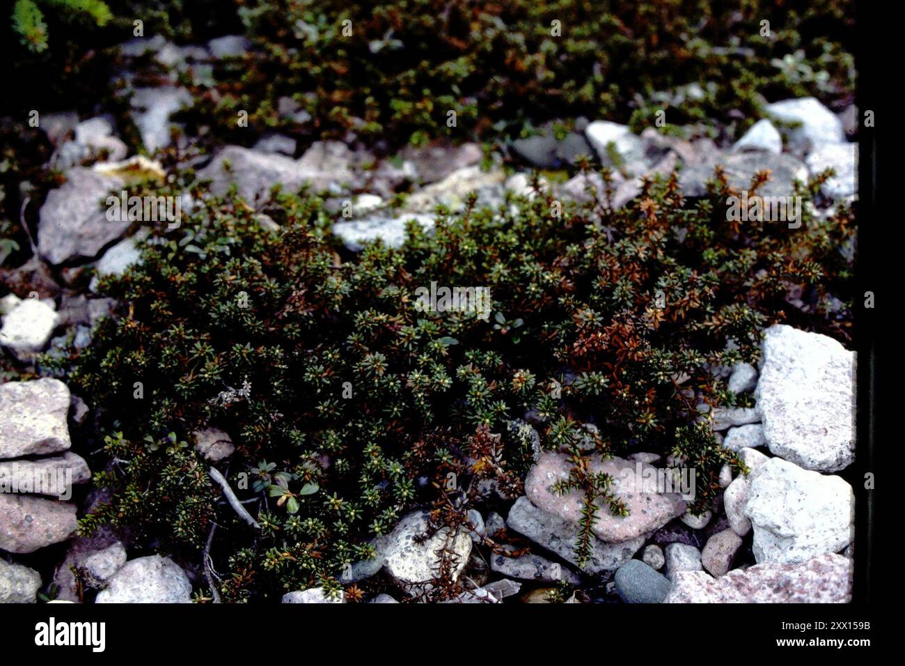 black crowberry (Empetrum nigrum) Plantae Stock Photo - Alamy