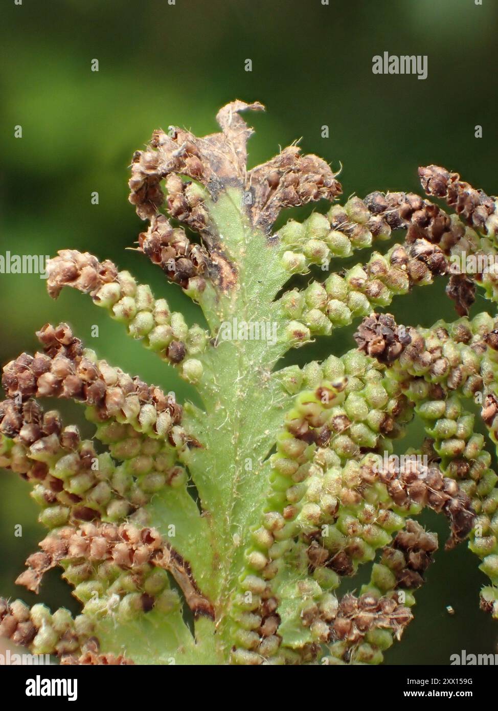 Japanese climbing fern (Lygodium japonicum) Plantae Stock Photo - Alamy
