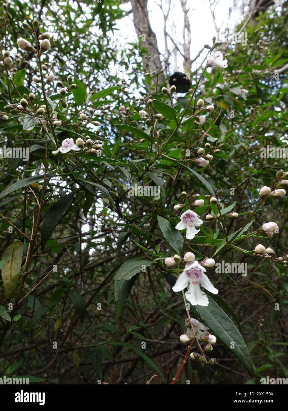 Christmas Bush (Prostanthera lasianthos) Plantae Stock Photo - Alamy