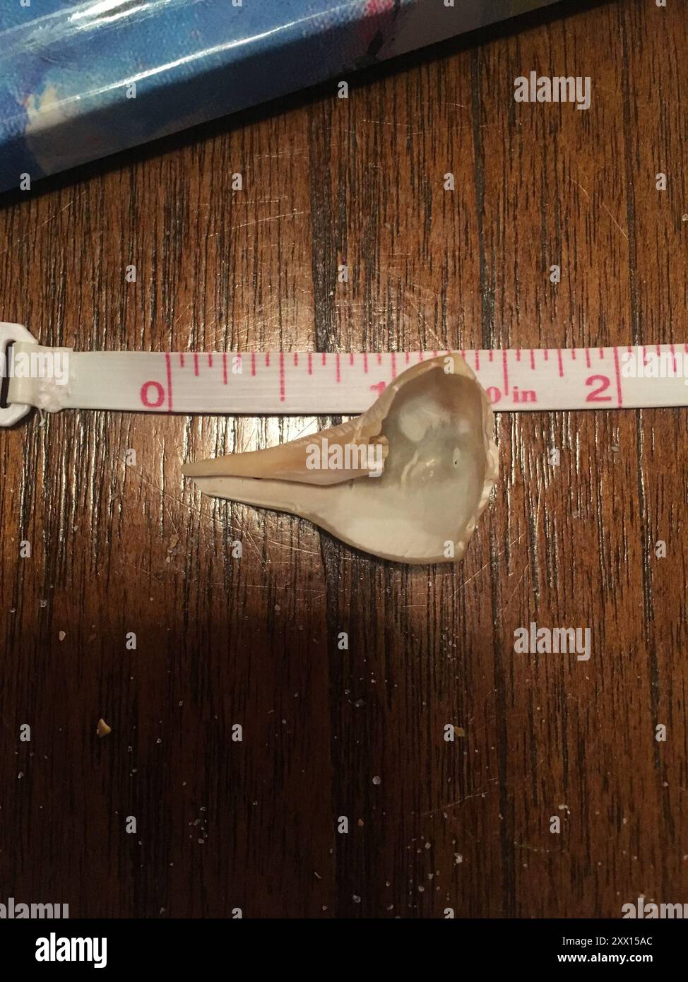 Knobbed Whelk (Busycon carica) Mollusca Stock Photo - Alamy