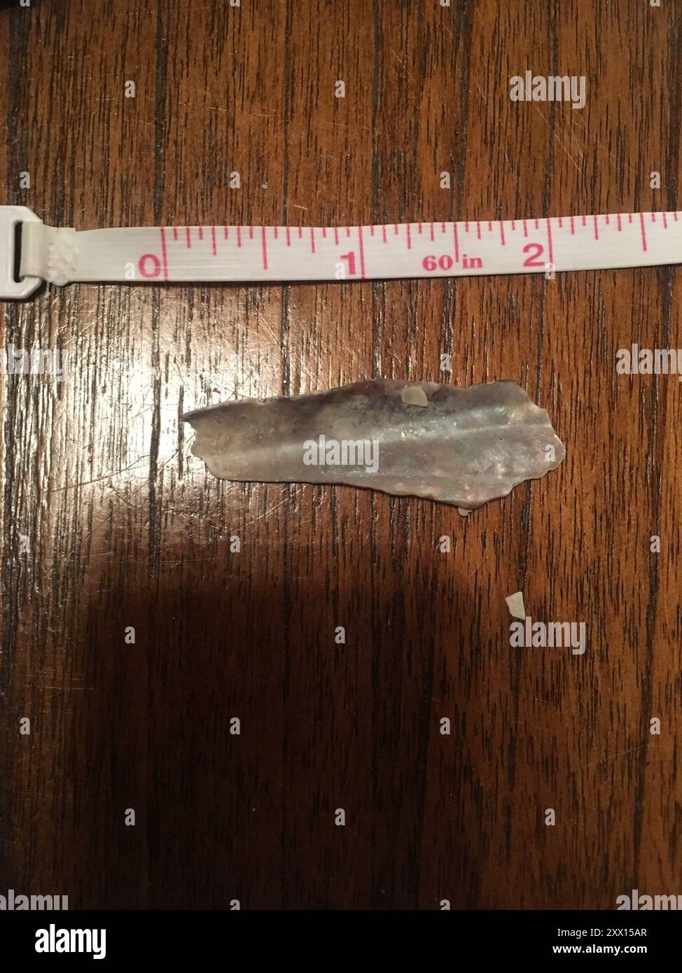 Pen Shells (Pinnidae) Mollusca Stock Photo - Alamy