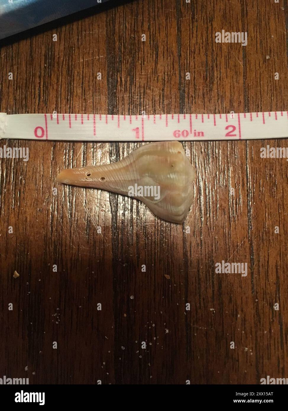 Knobbed Whelk (Busycon carica) Mollusca Stock Photo - Alamy