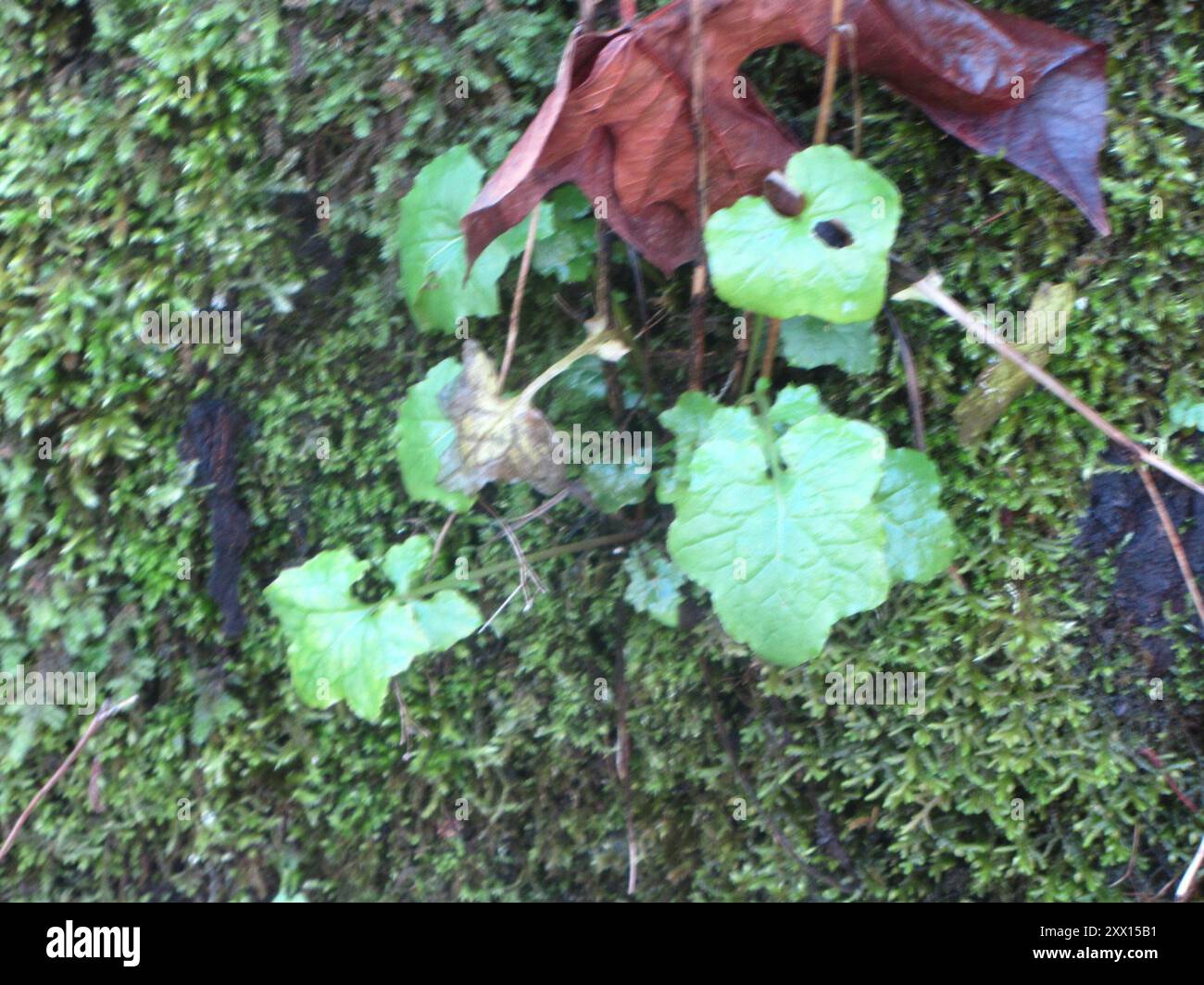 Wall Lettuce (Mycelis muralis) Plantae Stock Photo - Alamy