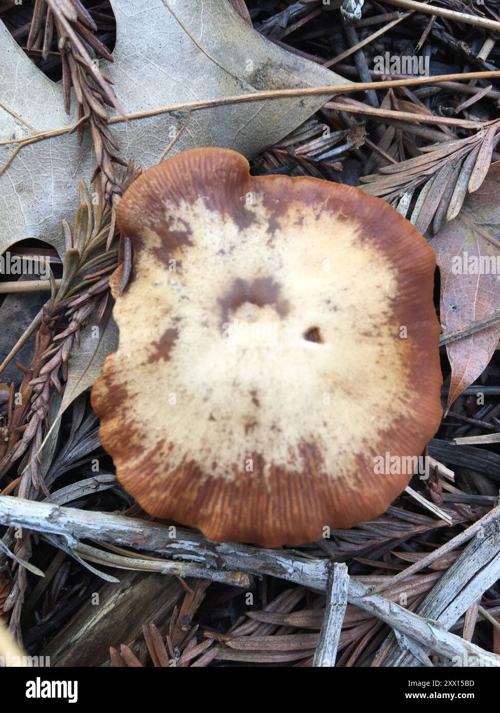 scurfy twiglet (Tubaria furfuracea) Fungi Stock Photo - Alamy