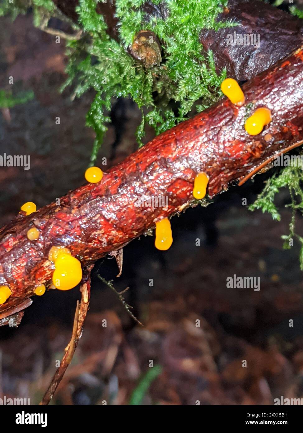 Jelly Spot Fungus (Dacrymyces stillatus) Fungi Stock Photo - Alamy