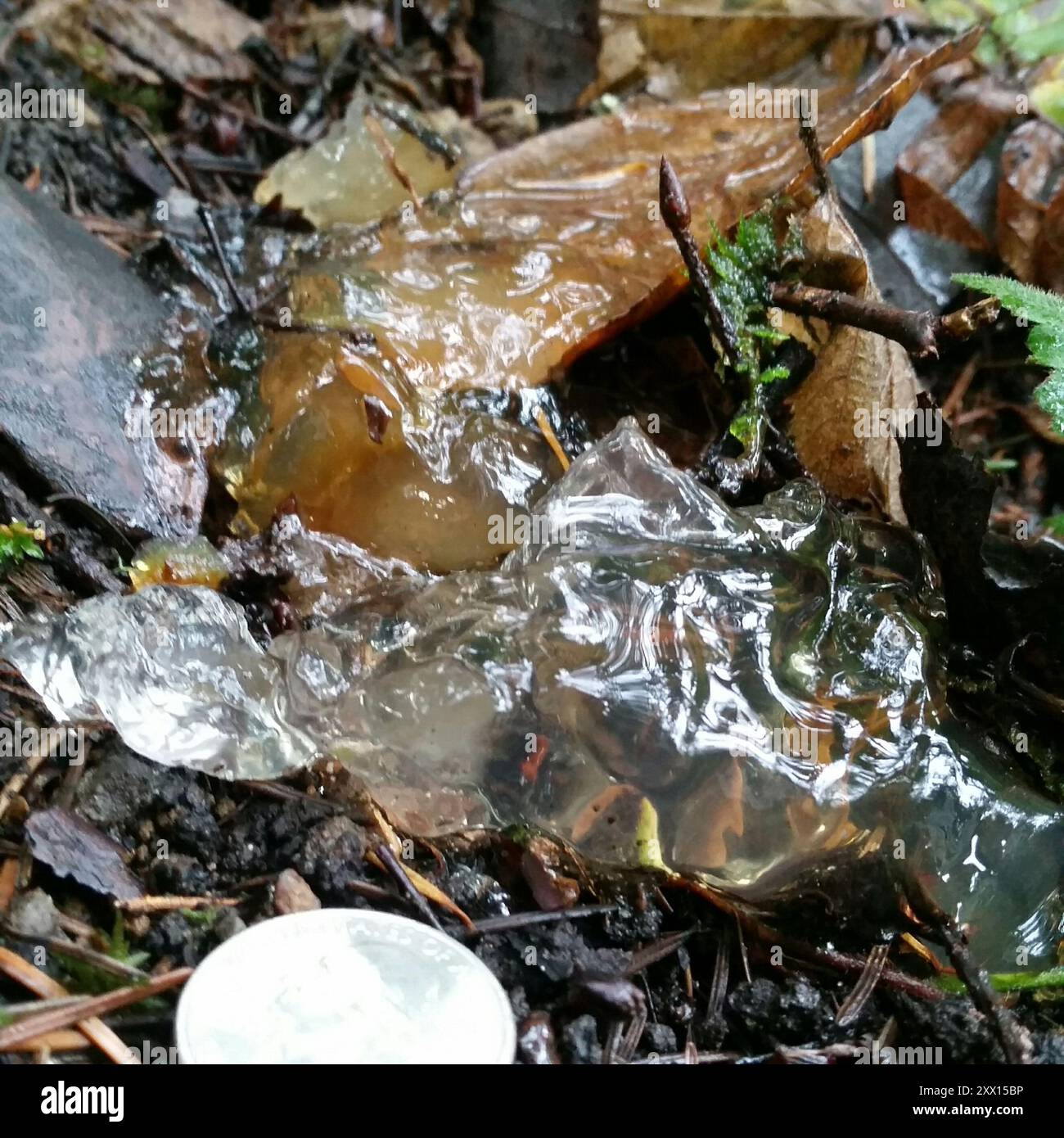 Crystal Brain Fungus (Myxarium nucleatum) Fungi Stock Photo - Alamy