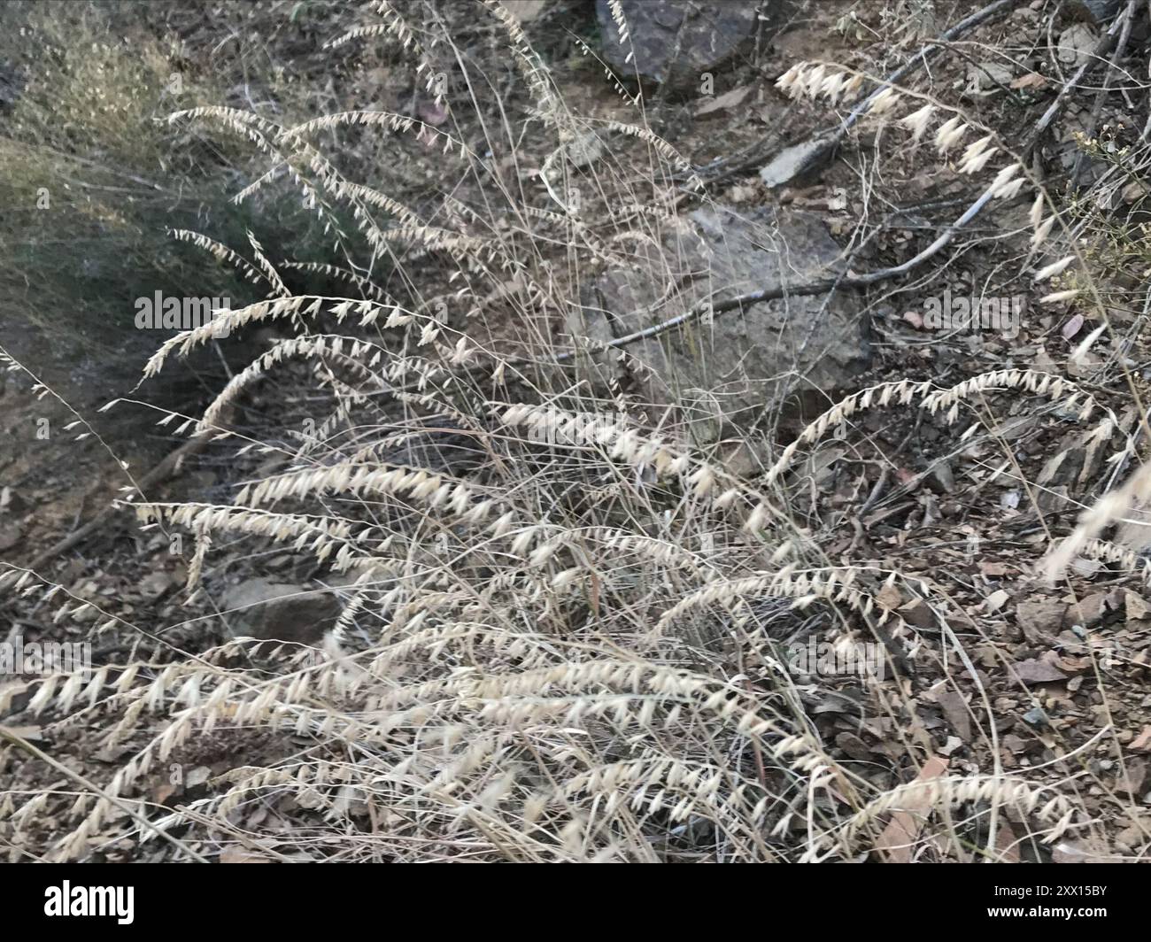 Sideoats Grama (Bouteloua curtipendula) Plantae Stock Photo - Alamy
