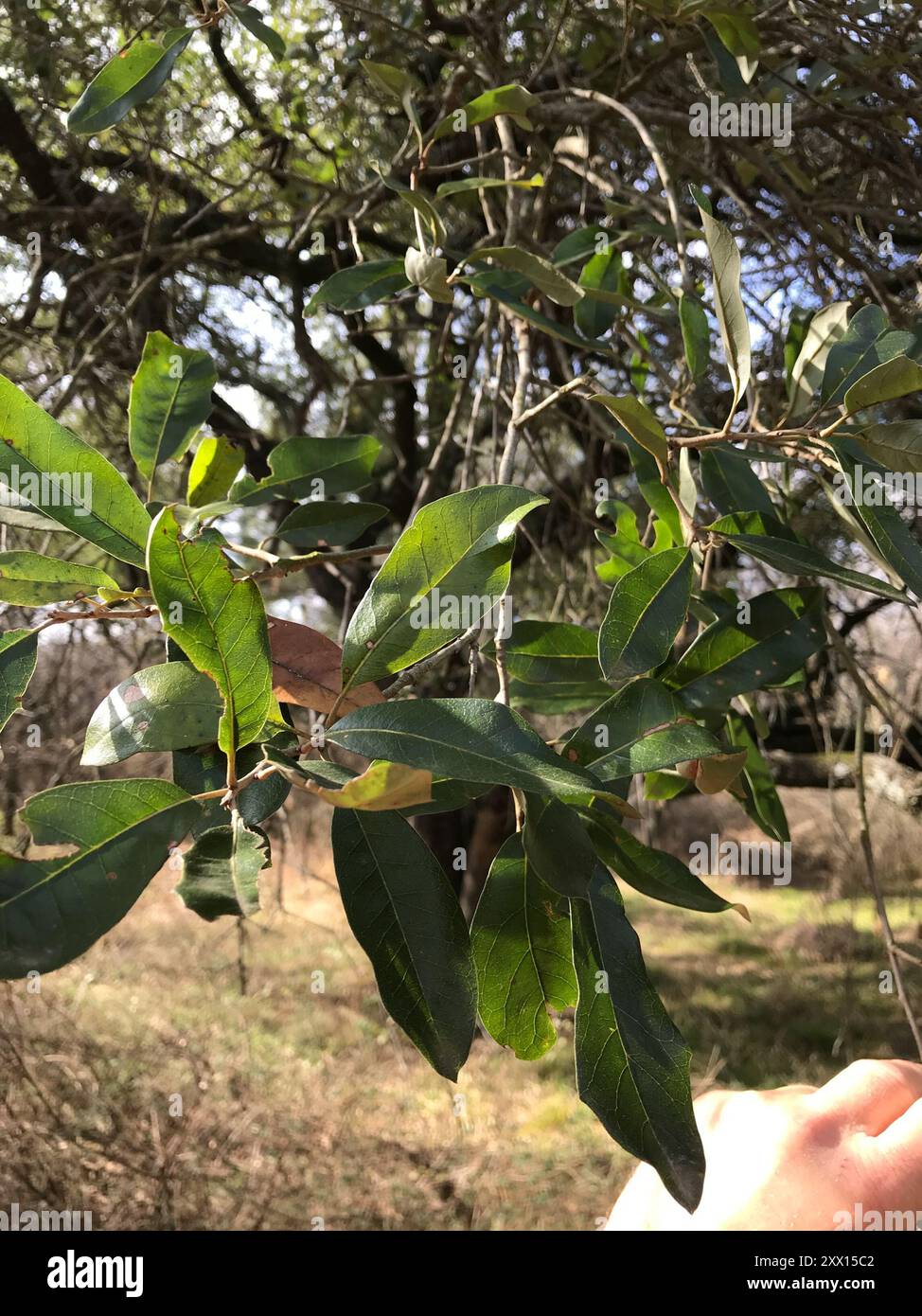 Texas live oak (Quercus fusiformis) Plantae Stock Photo - Alamy
