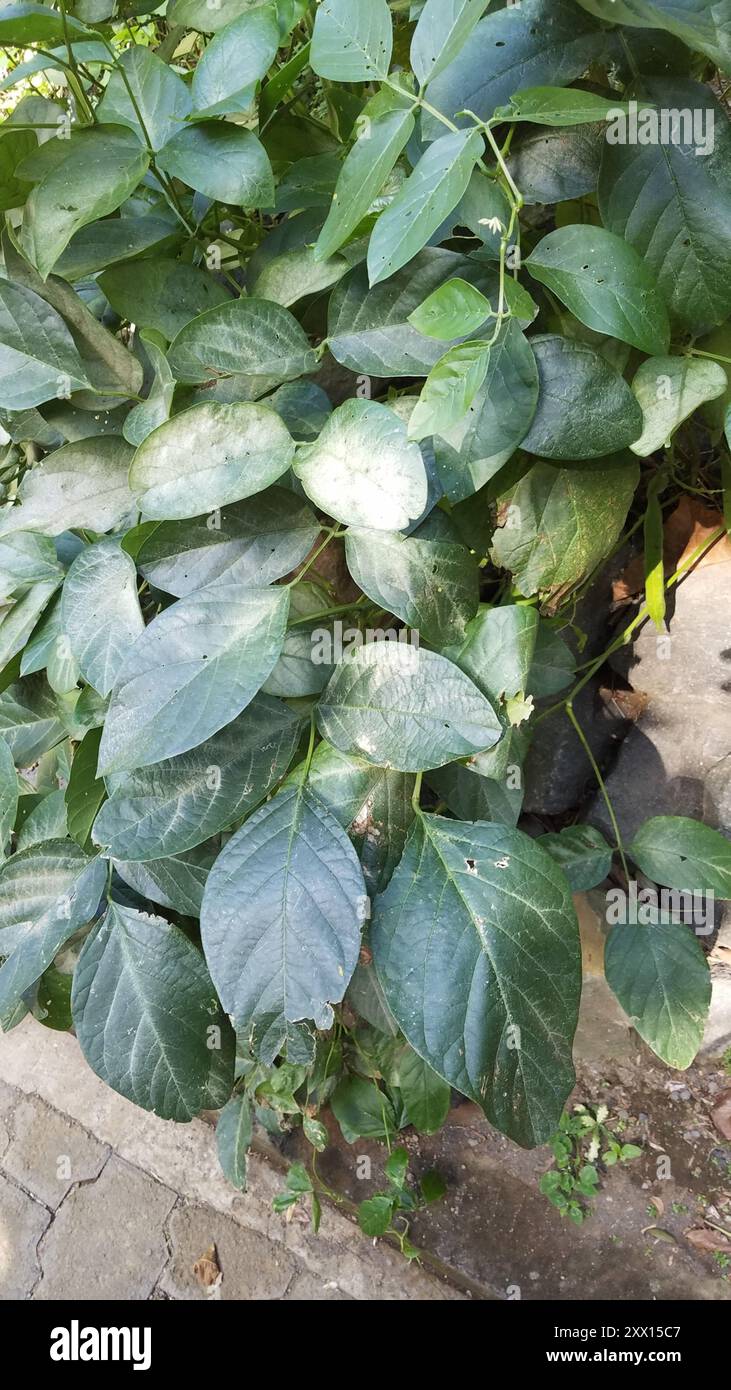 Beach Bean (Canavalia rosea) Plantae Stock Photo - Alamy