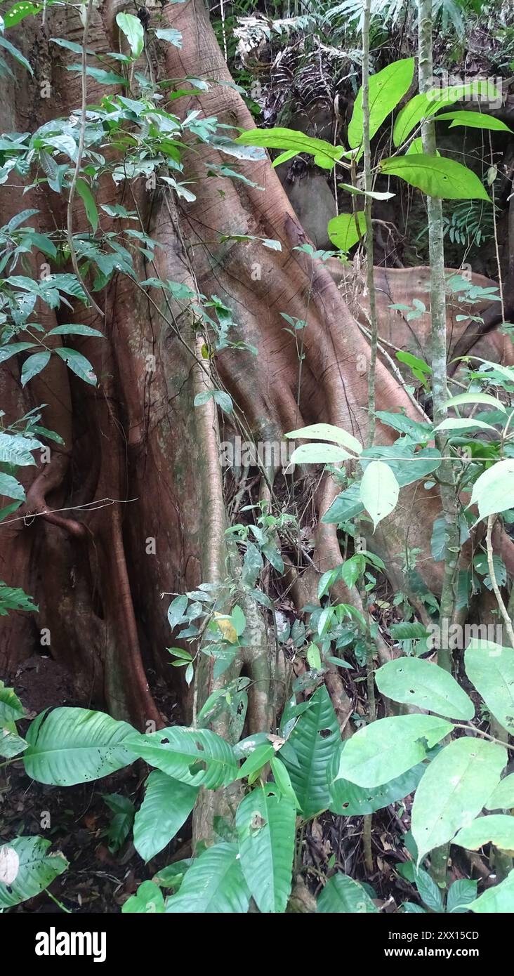 Kapok Tree (Ceiba pentandra) Plantae Stock Photo - Alamy