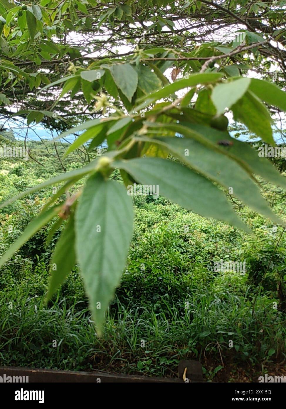 calabur tree (Muntingia calabura) Plantae Stock Photo - Alamy