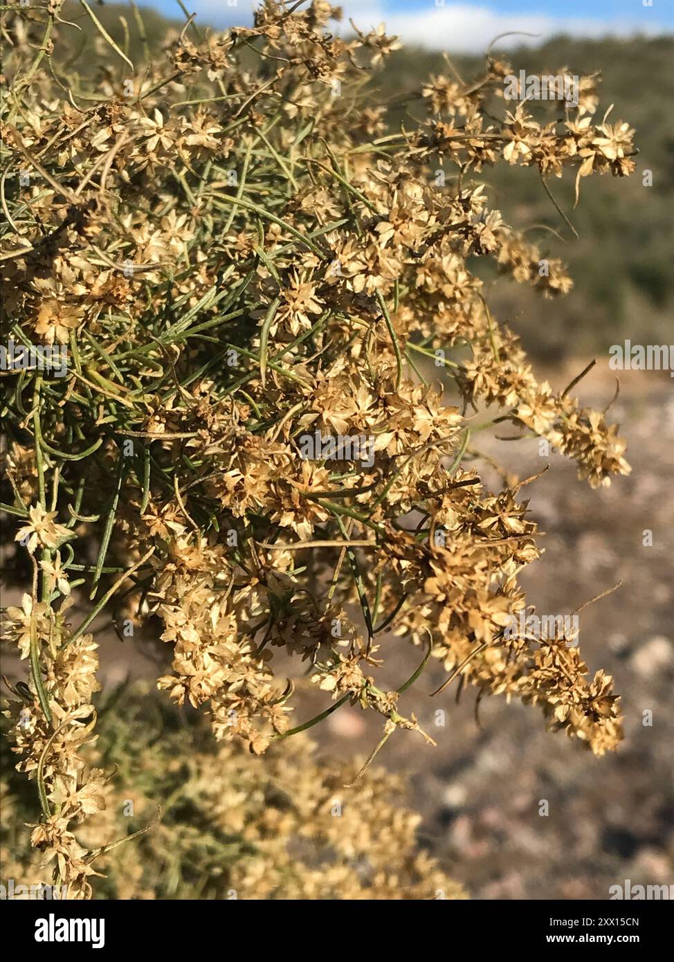 Singlewhorl Burrobrush (Ambrosia monogyra) Plantae Stock Photo - Alamy