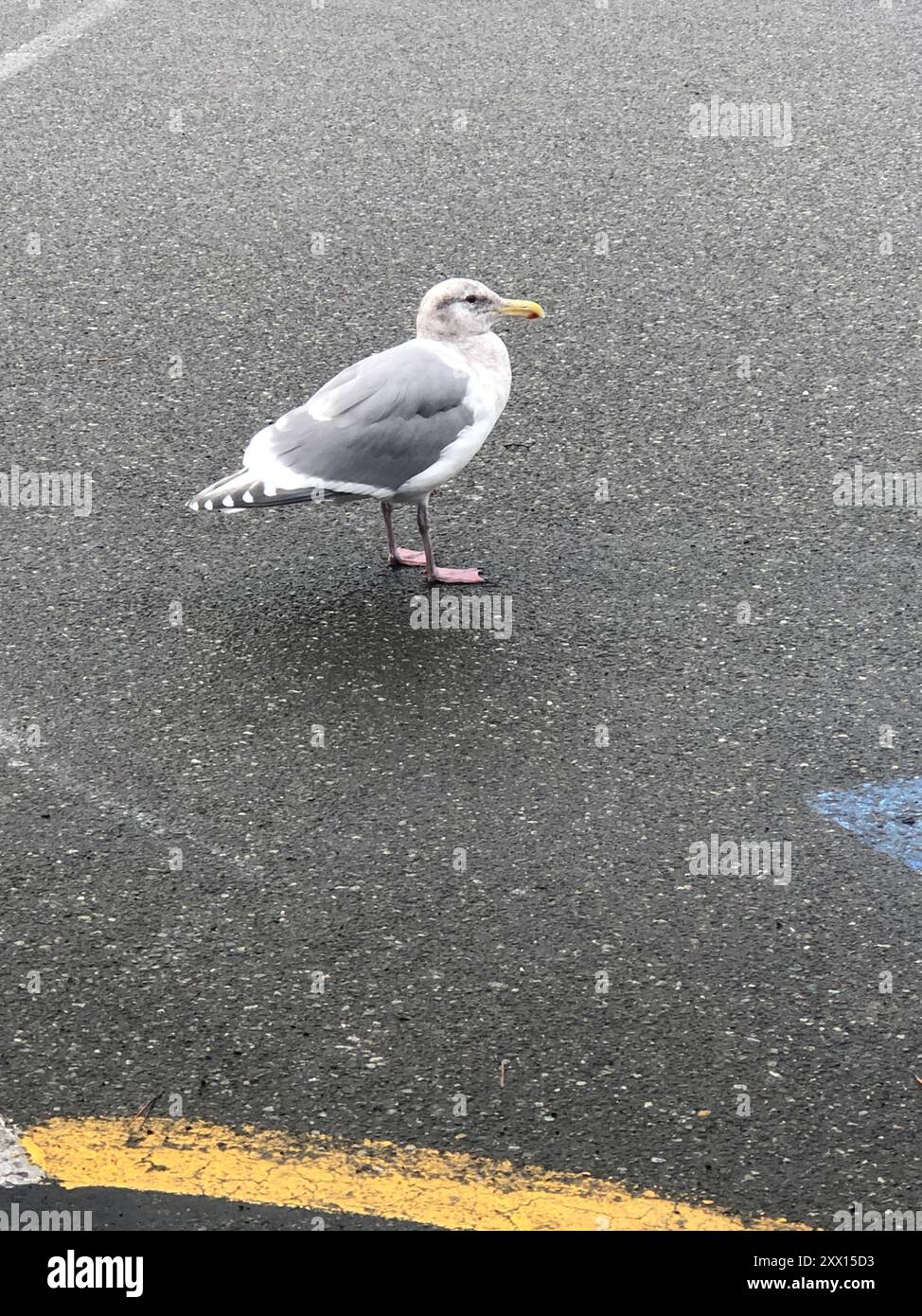 Olympic Gull (Larus glaucescens × occidentalis) Aves Stock Photo - Alamy