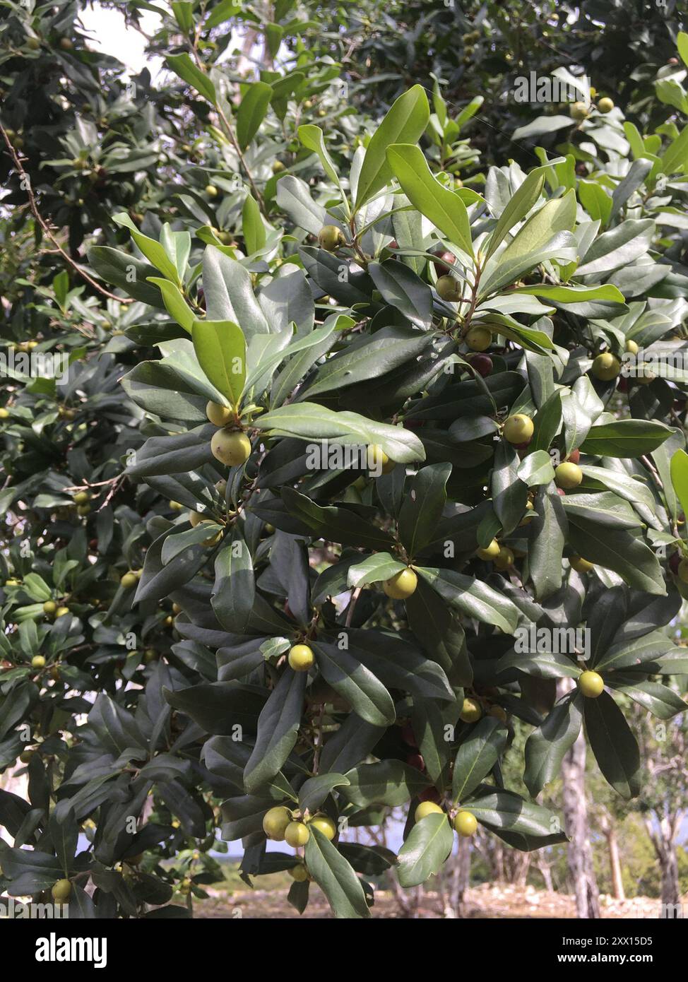 dicots (Magnoliopsida) Plantae Stock Photo - Alamy