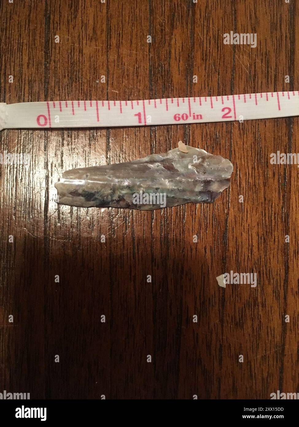 Pen Shells (Pinnidae) Mollusca Stock Photo - Alamy