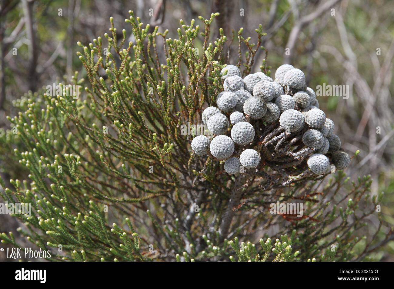 Cone Stompie (Brunia noduliflora) Plantae Stock Photo - Alamy
