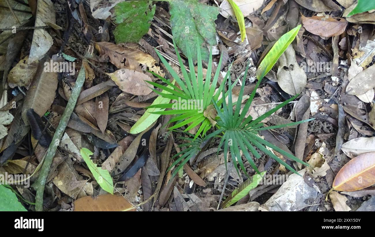 monocots (Liliopsida) Plantae Stock Photo - Alamy