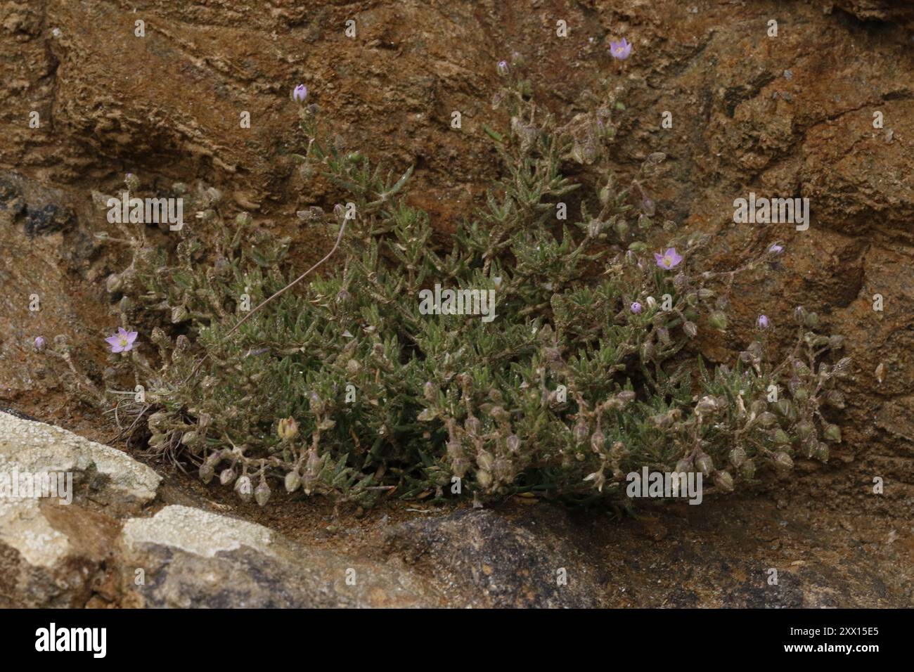 Saltmarsh Sand Spurry (Spergularia marina) Plantae Stock Photo - Alamy