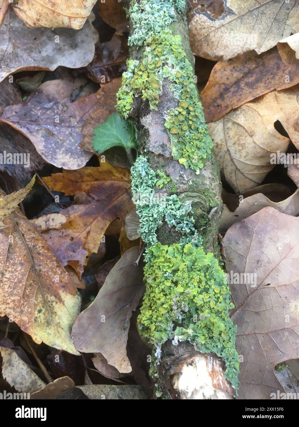 Fringed Rosette Lichen (Physcia tenella) Fungi Stock Photo - Alamy