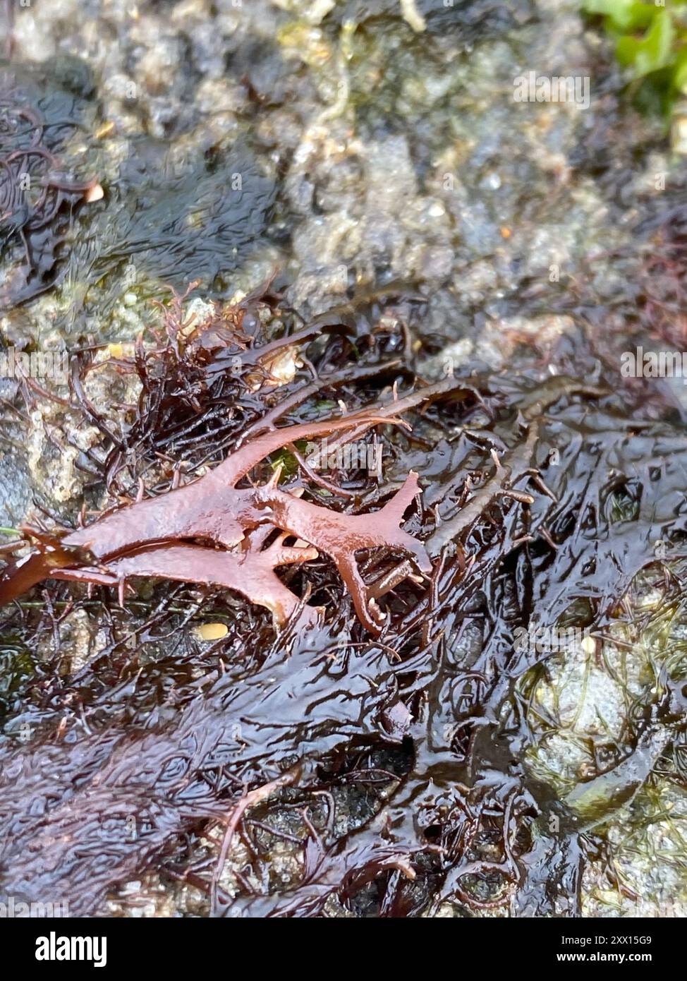 red algae (Rhodophyta) Plantae Stock Photo - Alamy
