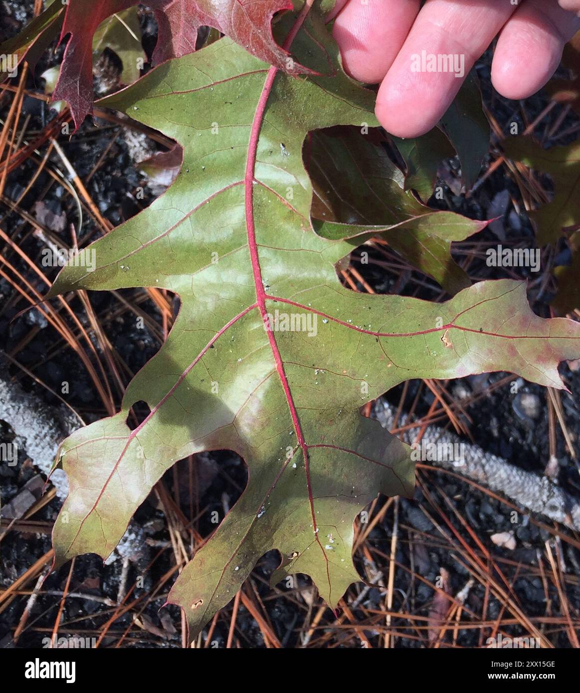 American turkey oak (Quercus laevis) Plantae Stock Photo - Alamy