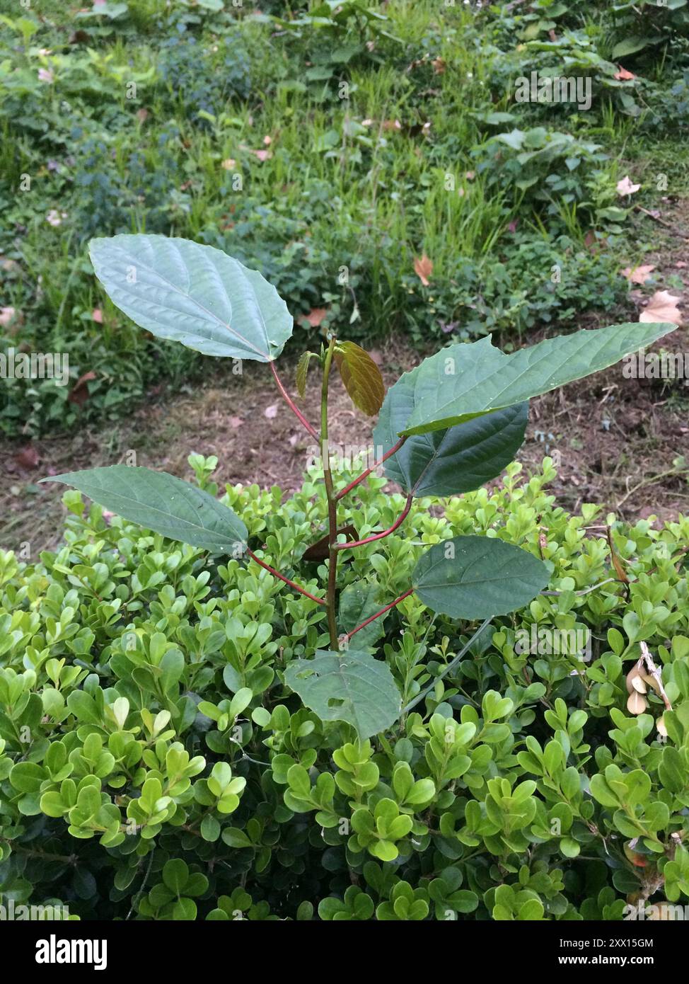 plants (Plantae) Plantae Stock Photo - Alamy