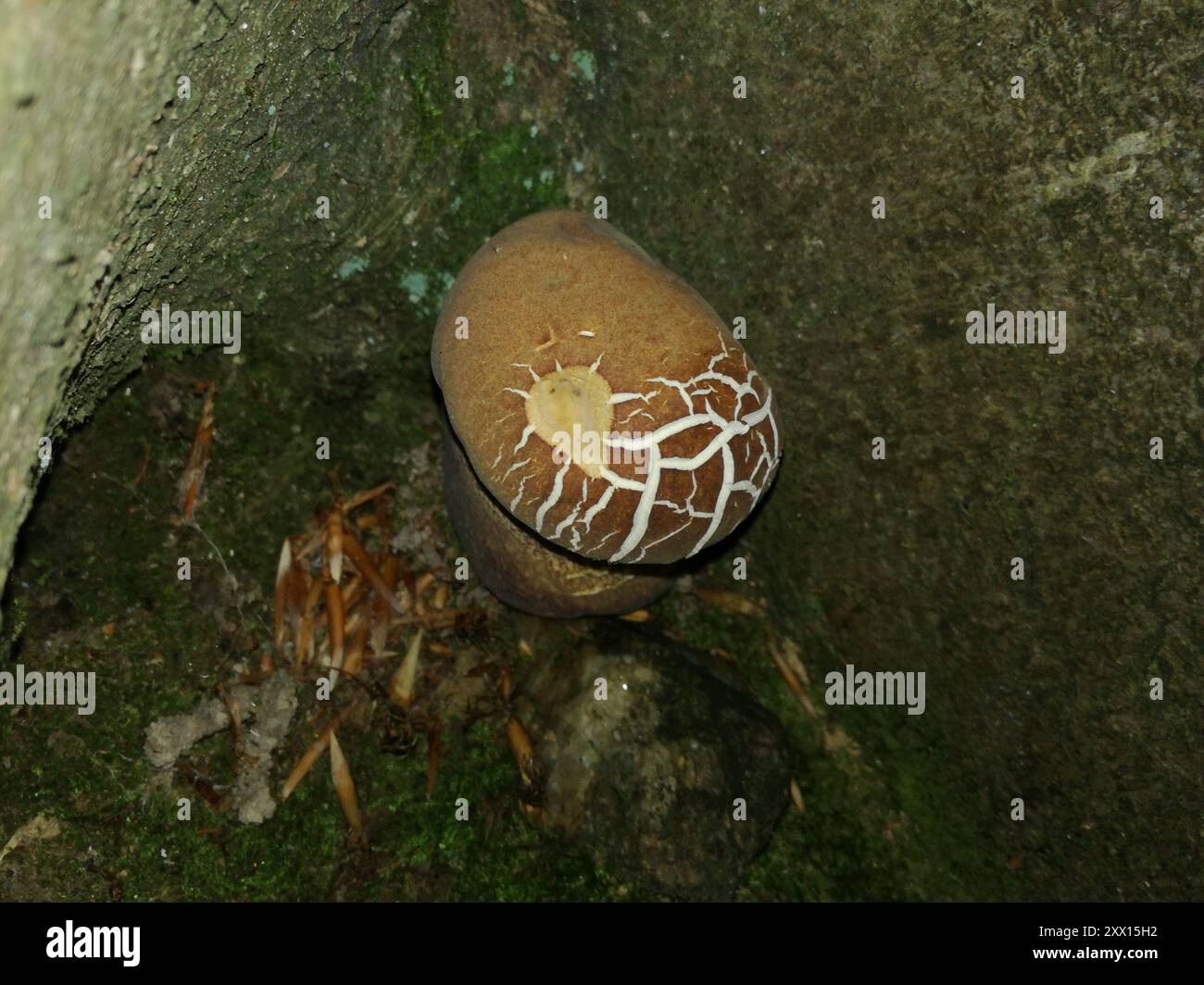 Summer Bolete (Boletus reticulatus) Fungi Stock Photo - Alamy