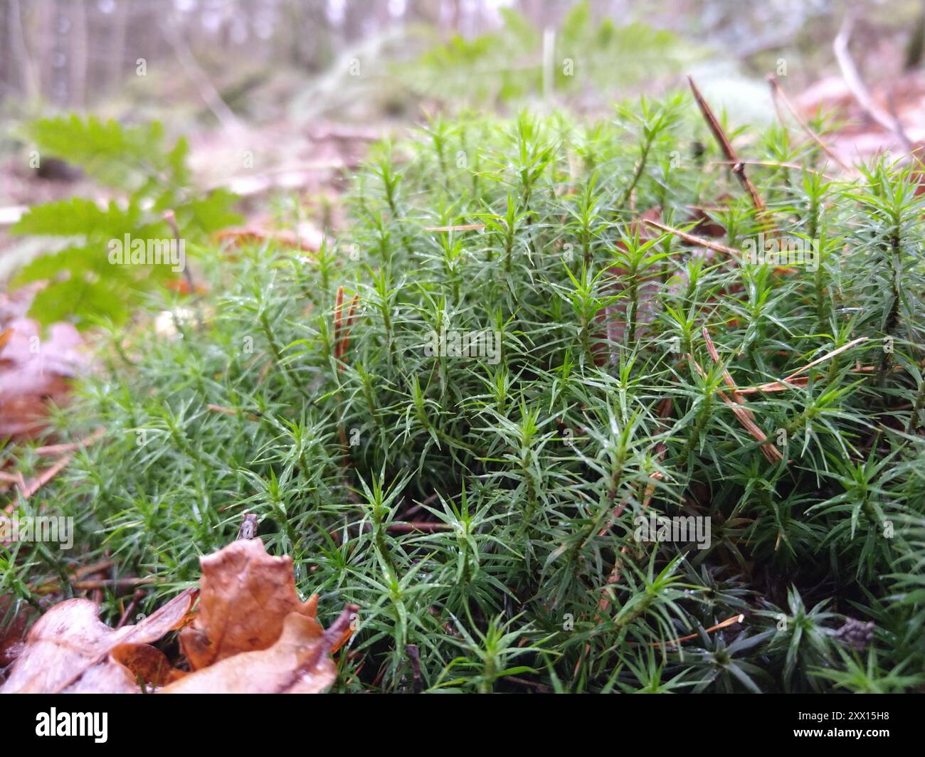 haircap mosses (Polytrichum) Plantae Stock Photo - Alamy