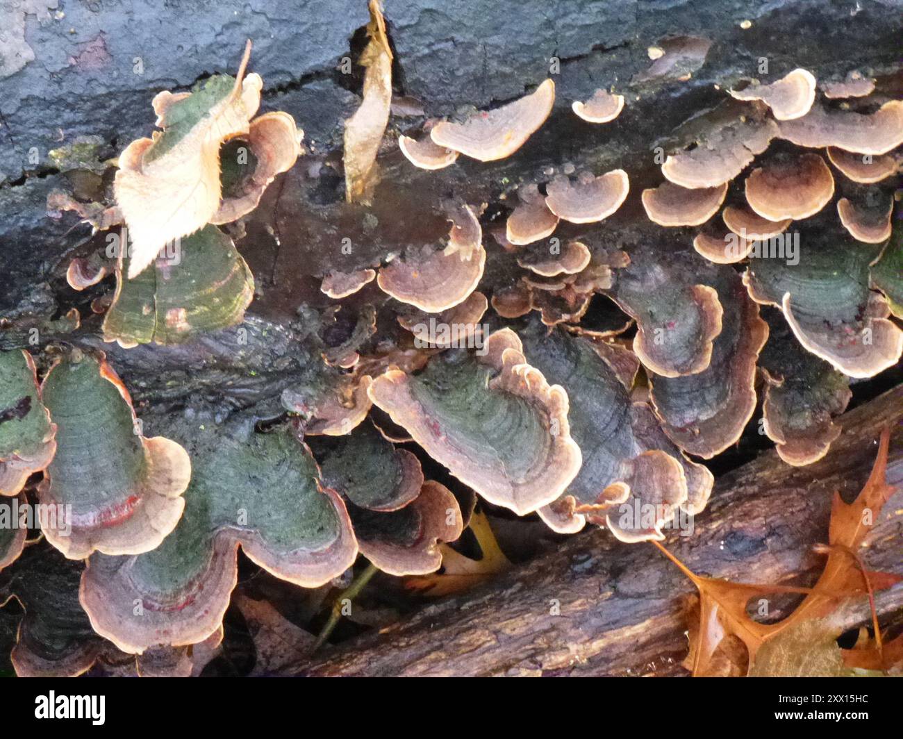 shelf fungi (Polyporales) Fungi Stock Photo - Alamy