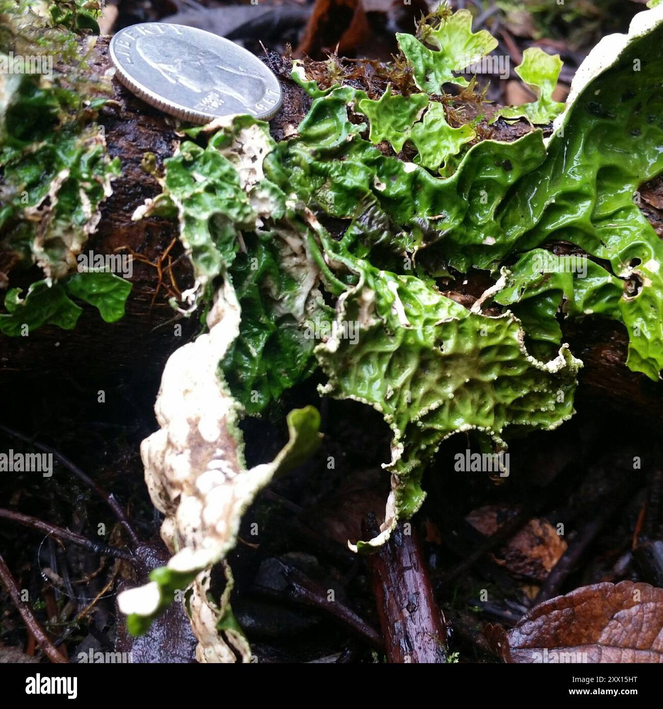 Tree Lungwort (Lobaria pulmonaria) Fungi Stock Photo - Alamy