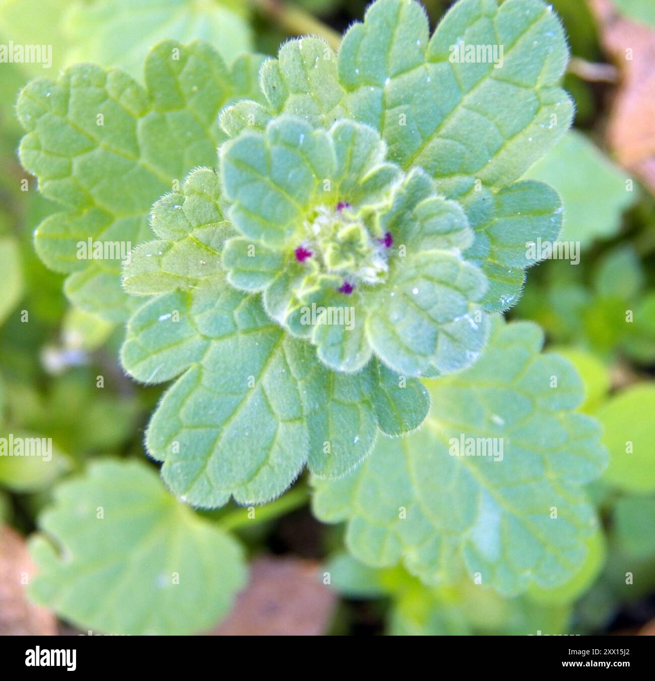 henbit deadnettle (Lamium amplexicaule) Plantae Stock Photo - Alamy