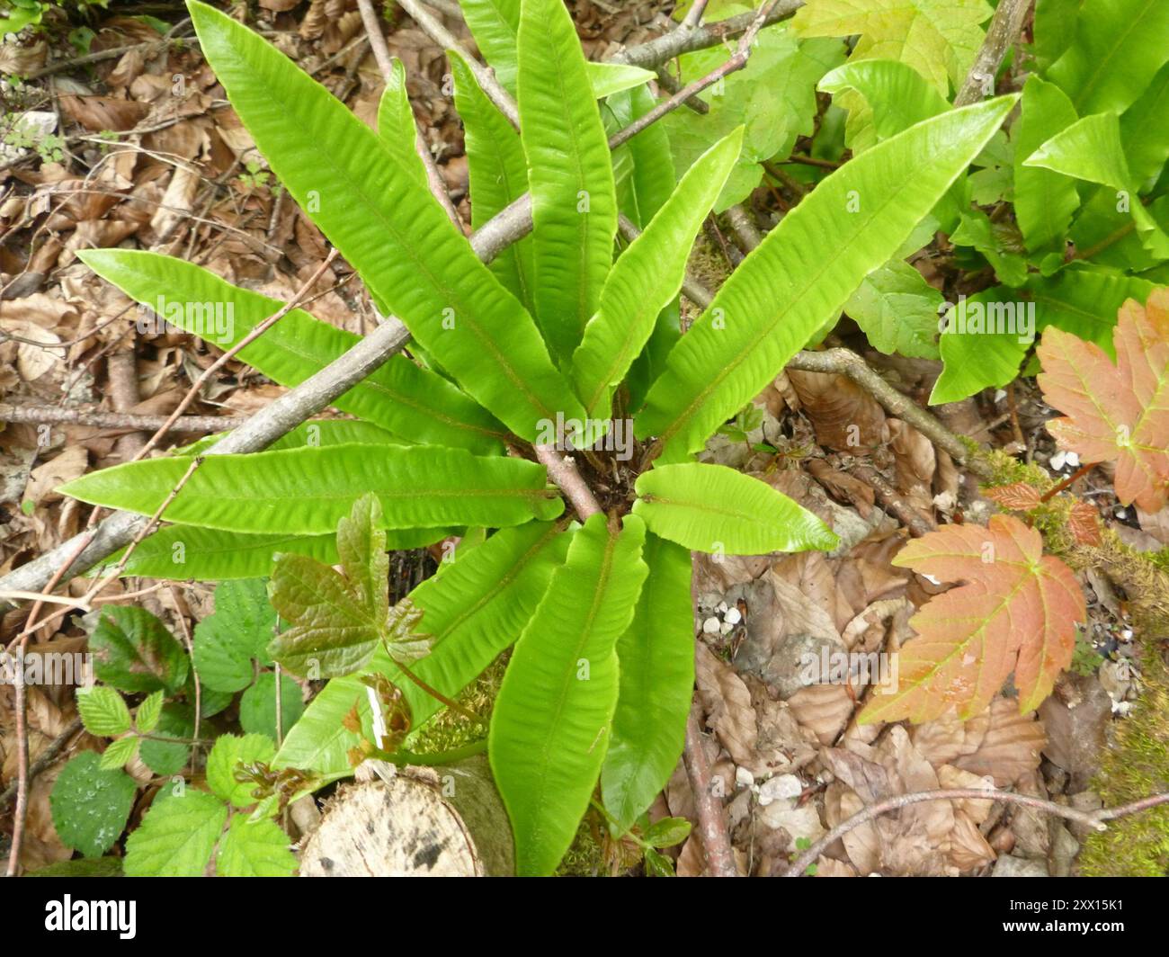 Hart's-tongue fern (Asplenium scolopendrium) Plantae Stock Photo - Alamy