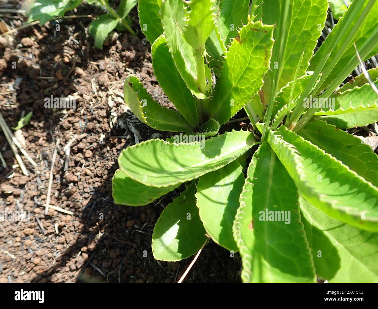 Fivefive Ministar (Alepidea peduncularis) Plantae Stock Photo - Alamy