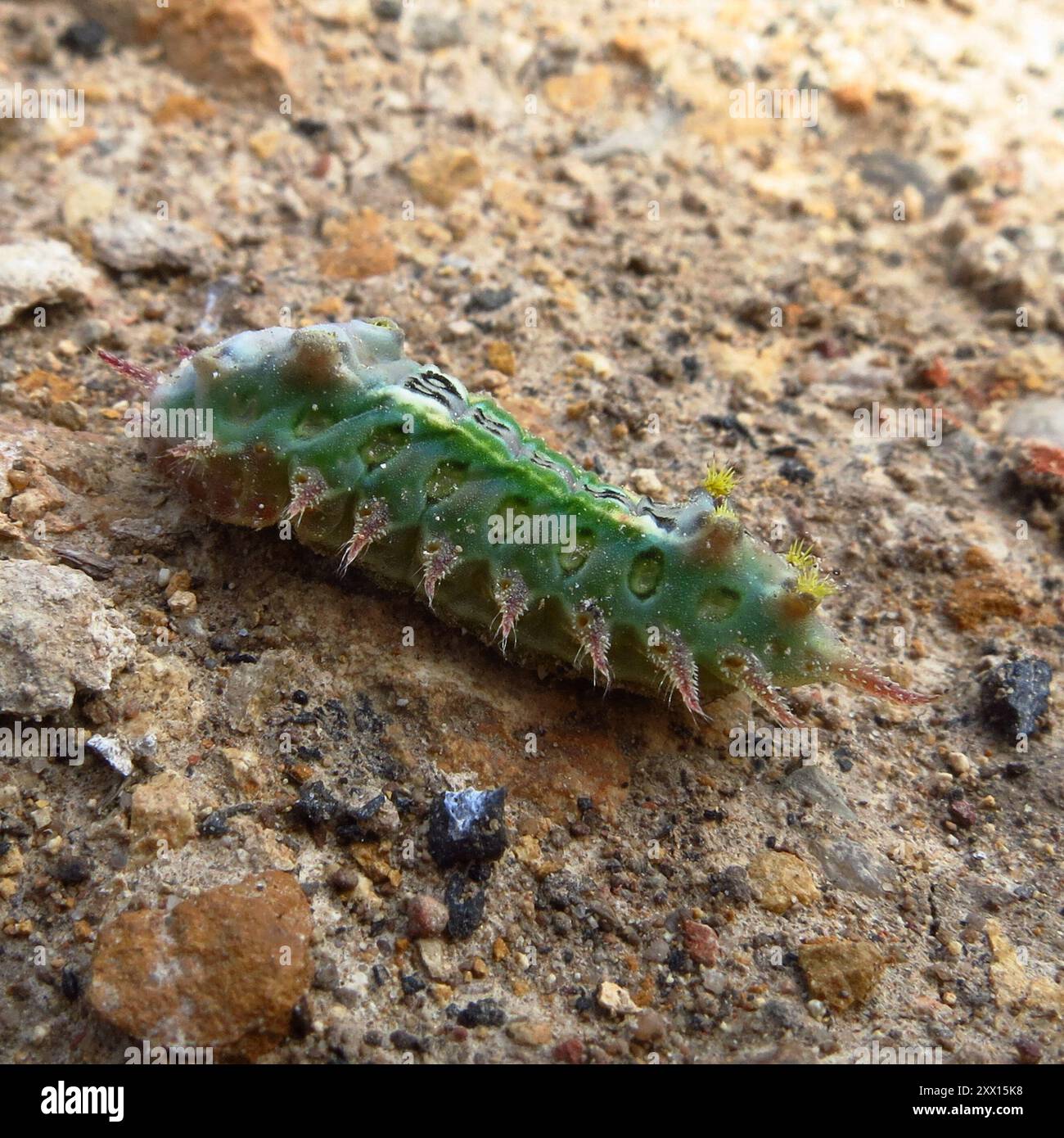 Painted Cup Moth (Doratifera oxleyi) Insecta Stock Photo - Alamy
