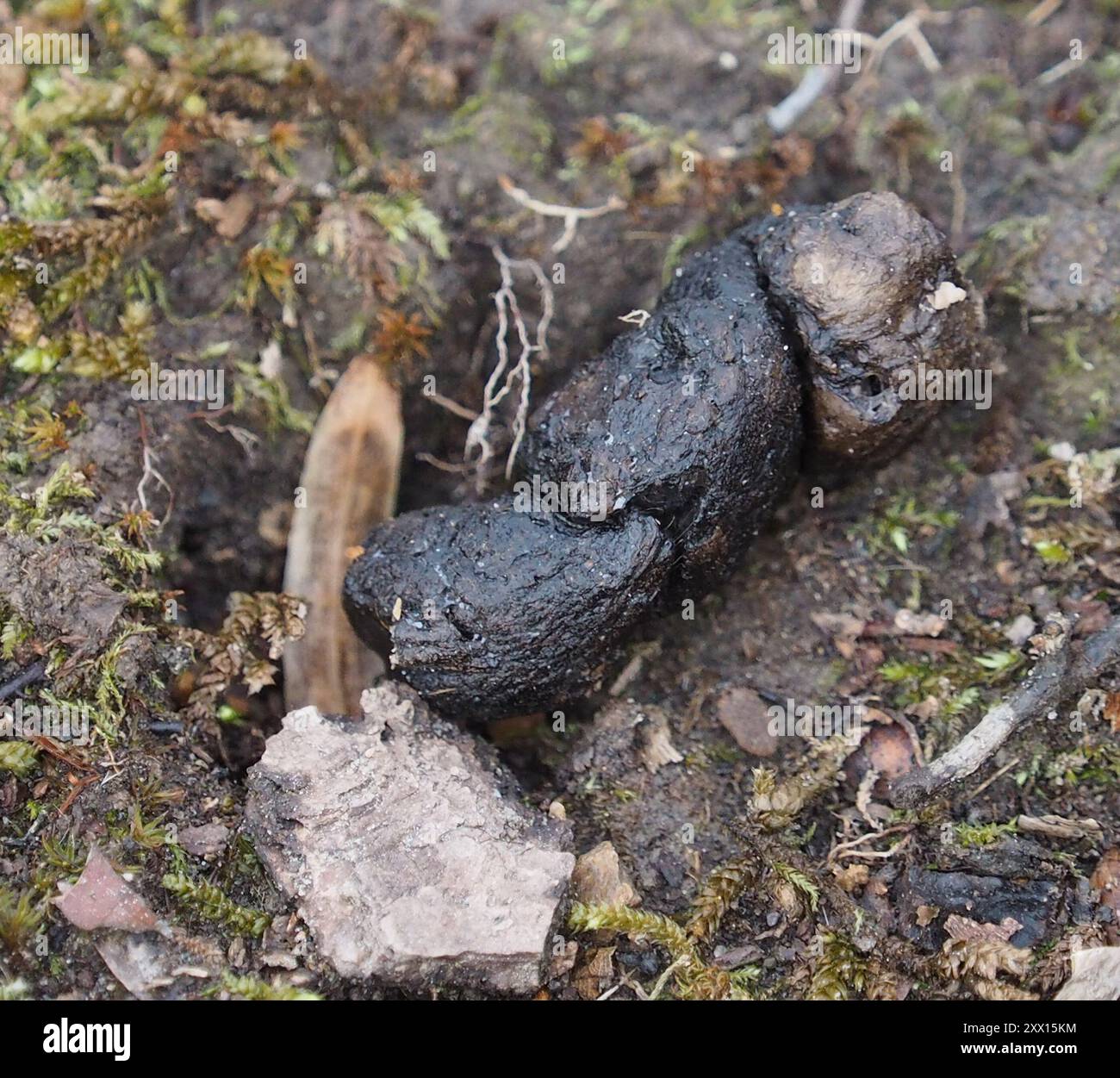 Mammals (Mammalia) Mammalia Stock Photo - Alamy