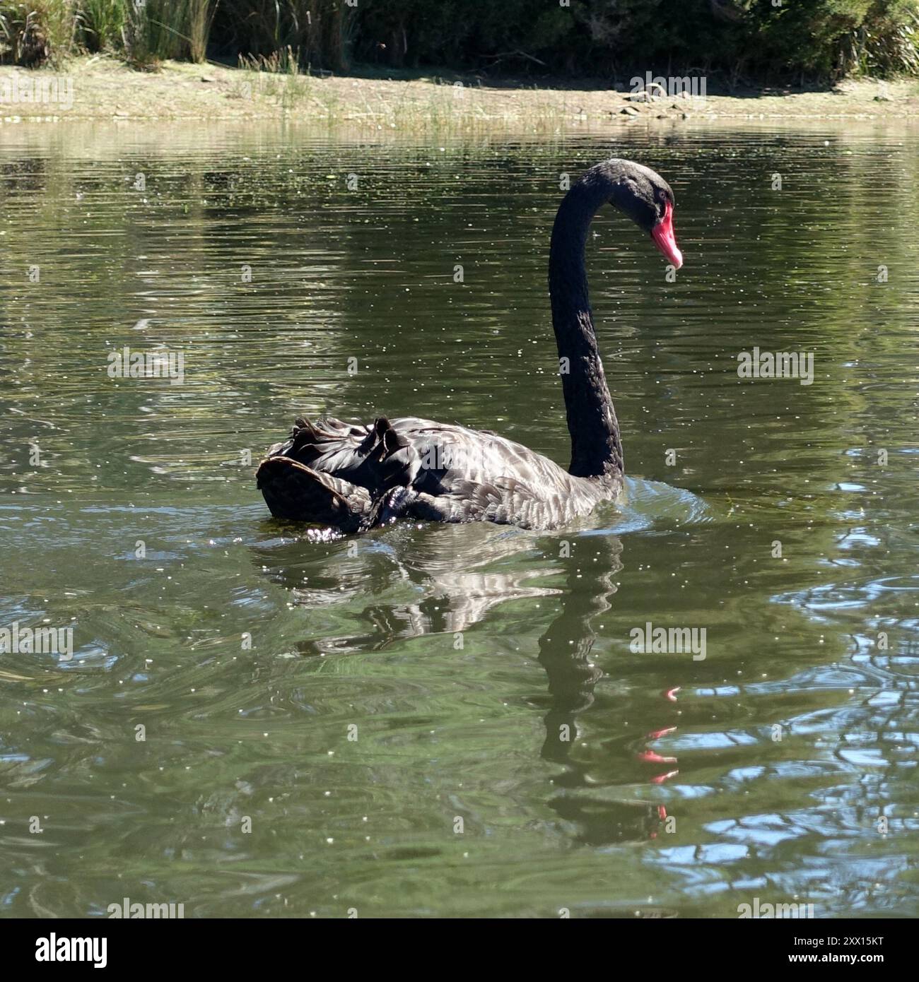 Black Swan (Cygnus atratus) Aves Stock Photo - Alamy