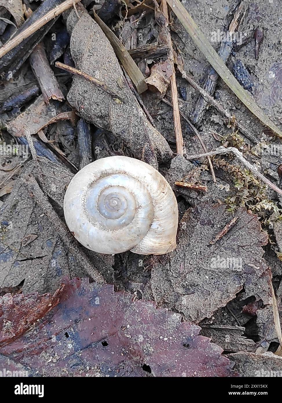 Kentish Snail (Monacha cantiana) Mollusca Stock Photo - Alamy