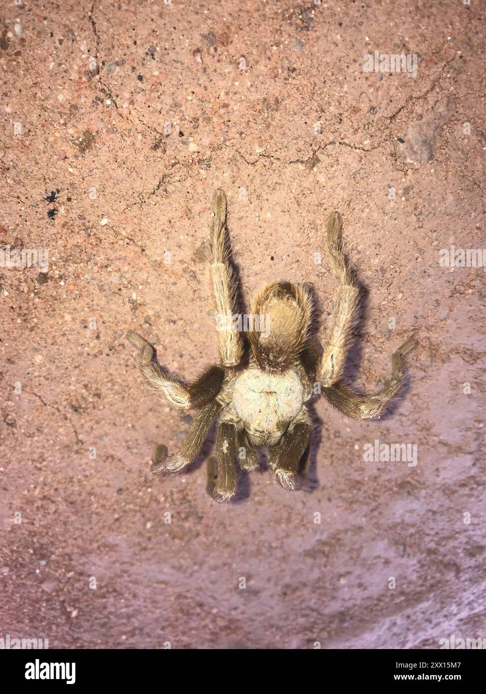 Desert Blonde Tarantula (Aphonopelma chalcodes) Arachnida Stock Photo ...