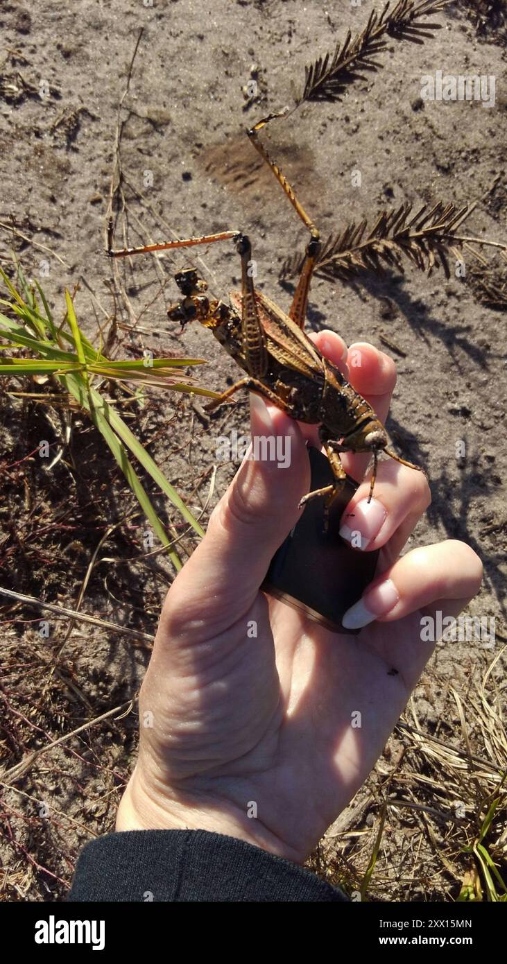 Eastern Lubber Grasshopper (Romalea microptera) Insecta Stock Photo - Alamy