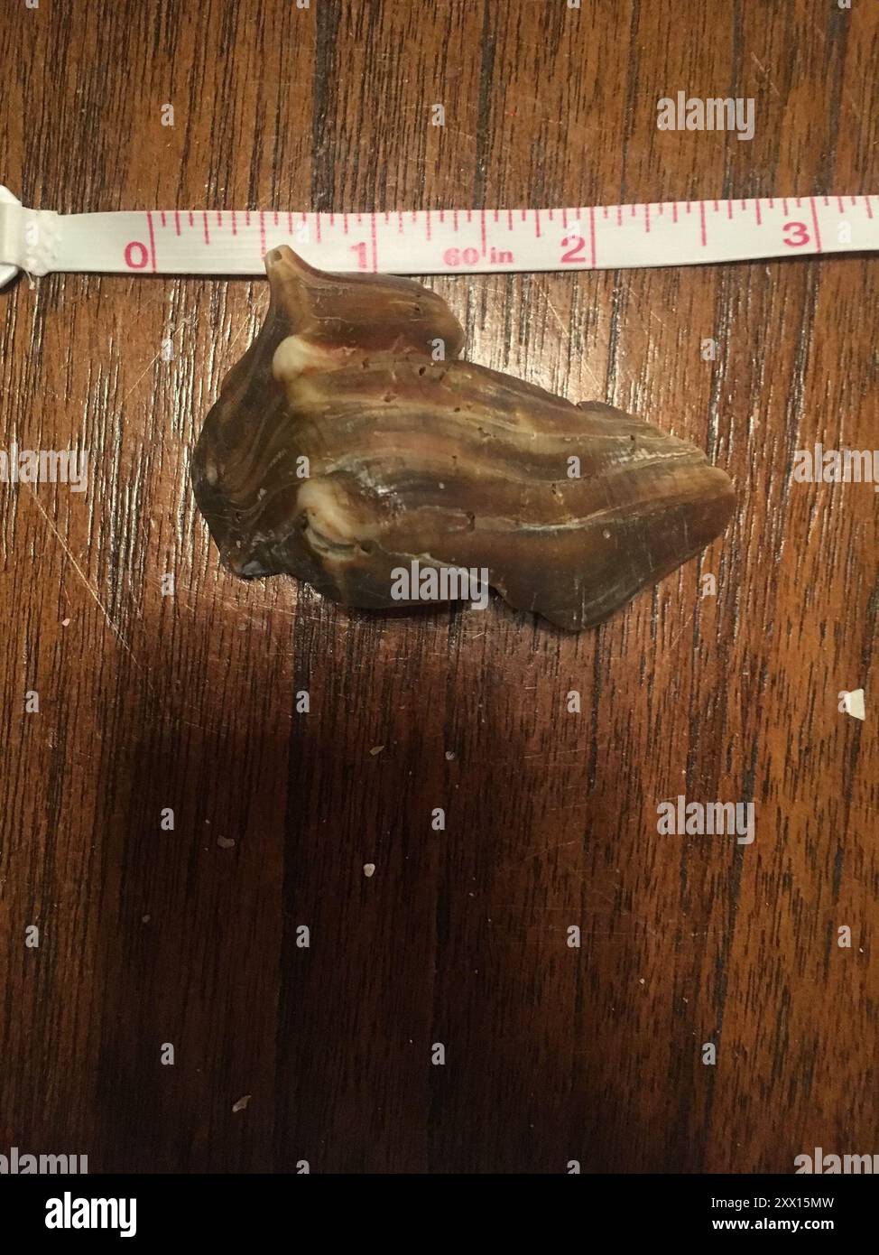 Knobbed Whelk (Busycon carica) Mollusca Stock Photo - Alamy