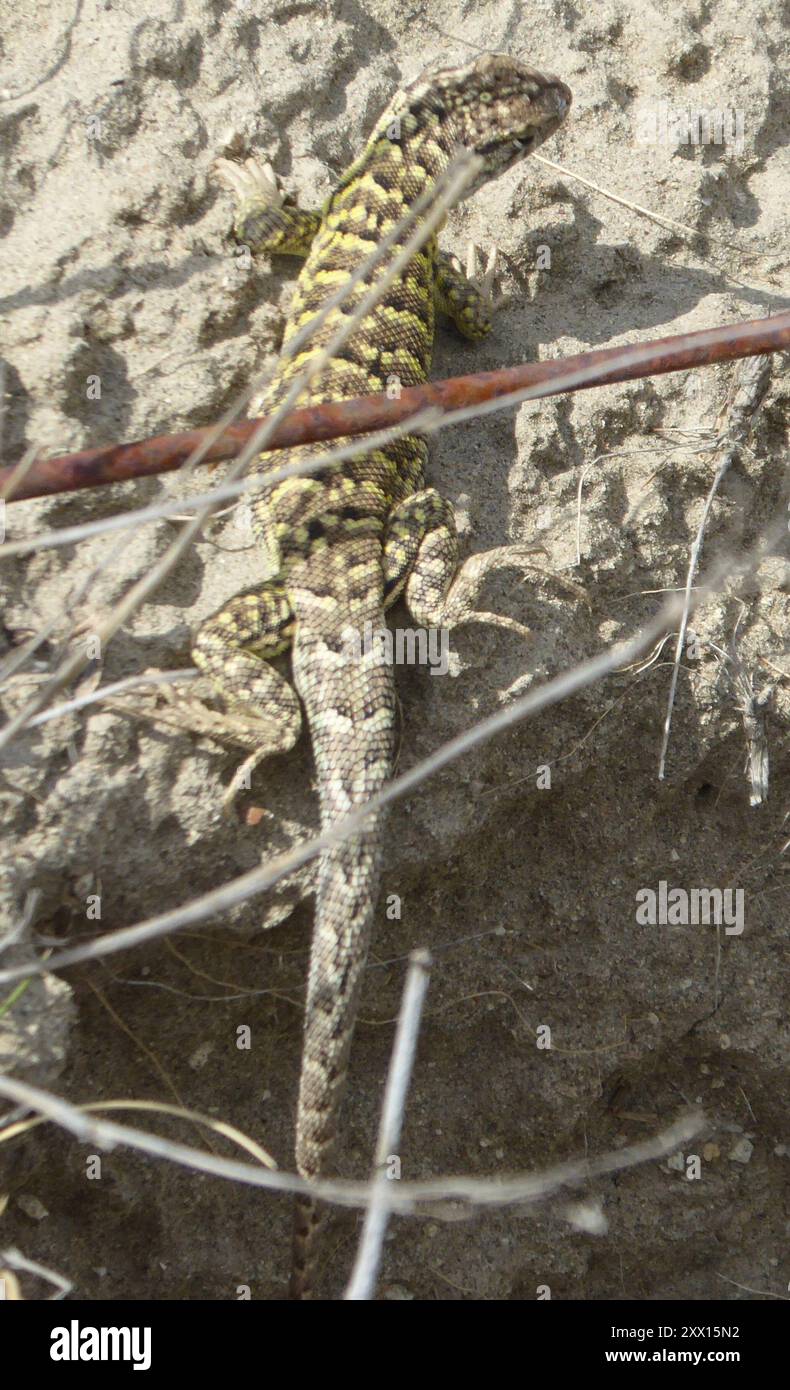 Black-faced Smooth-throated Lizard (Liolaemus melanops) Reptilia Stock ...